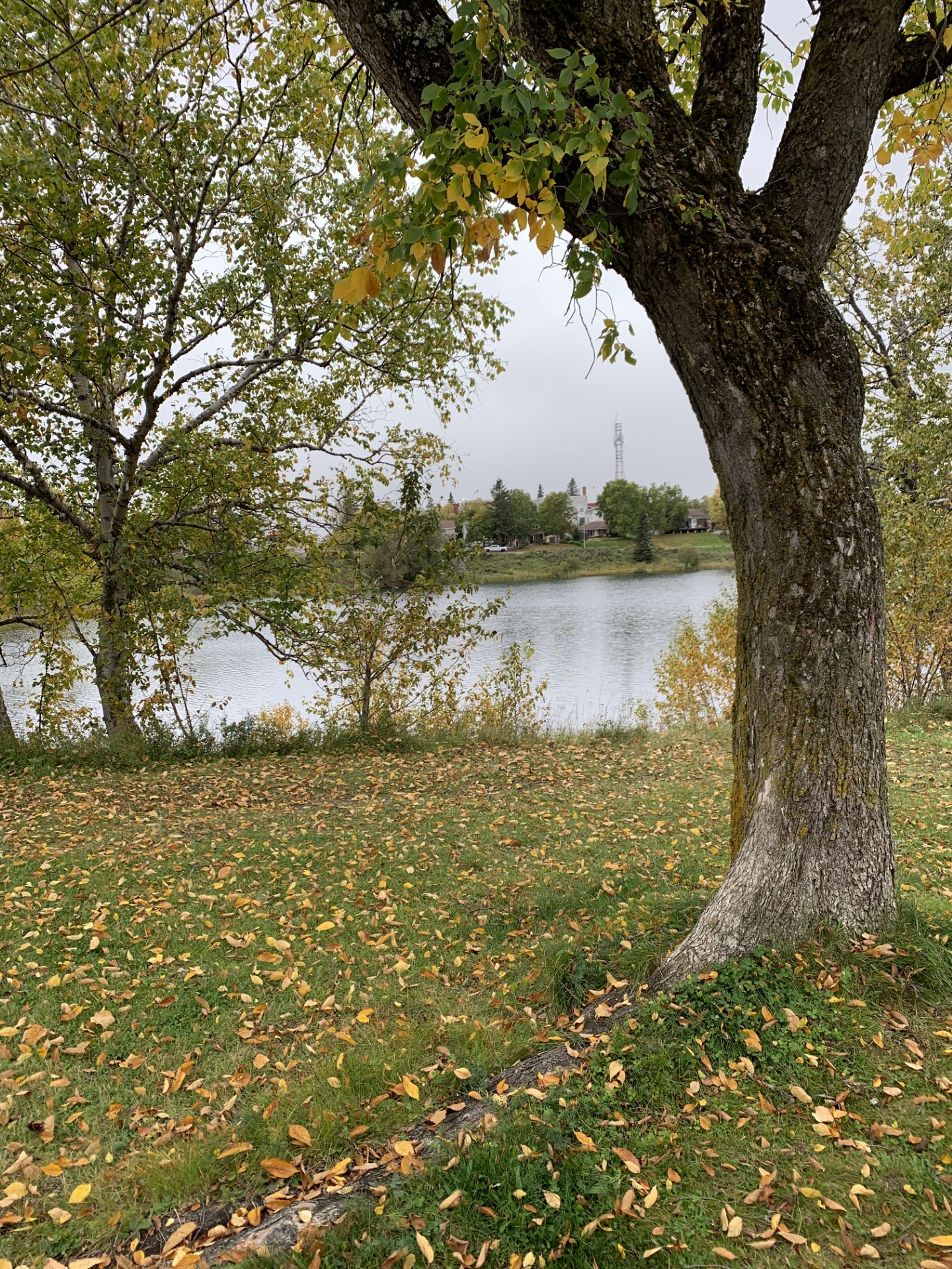 The Wisdom of a Certain Age – Susan Reimer